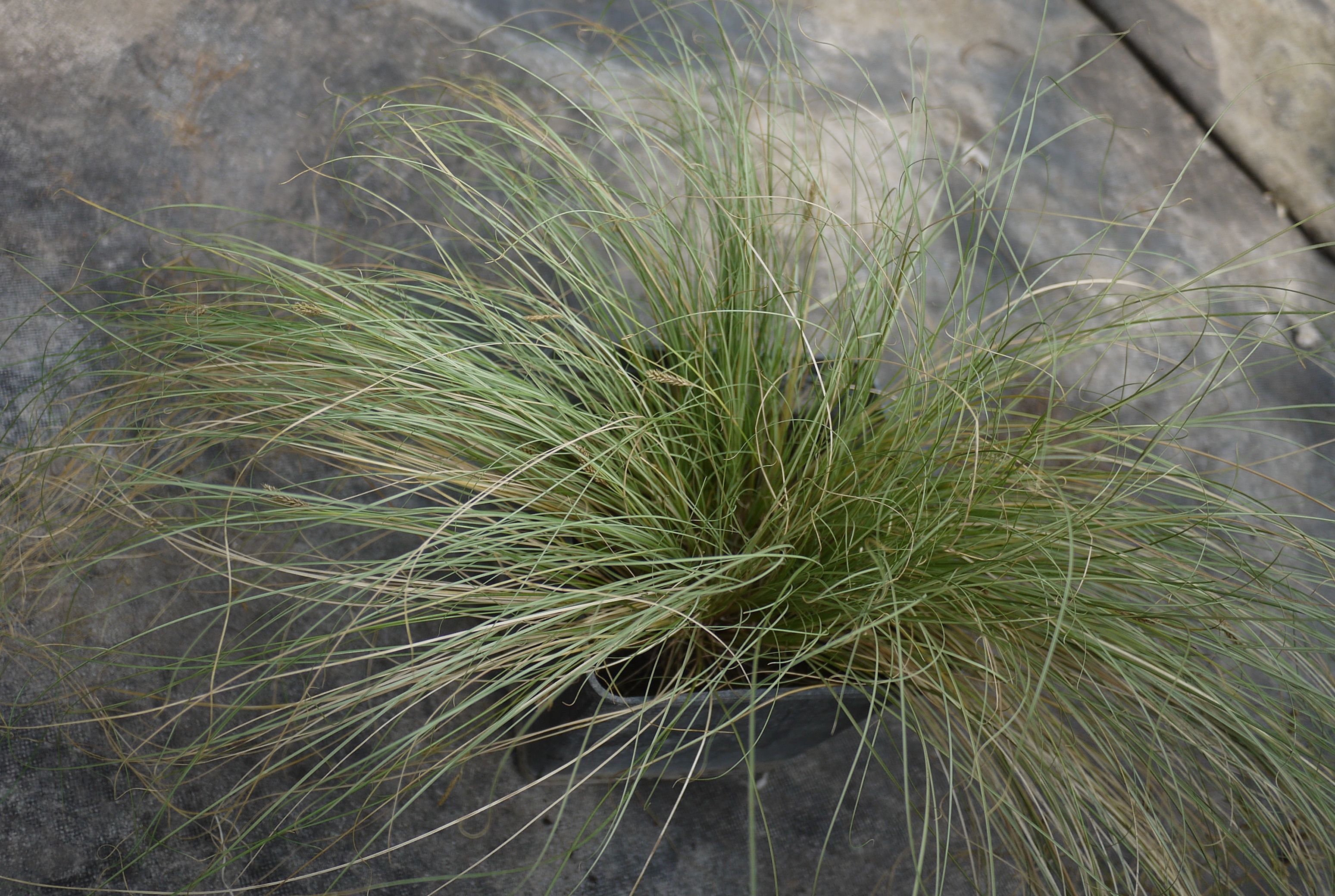 Carex comans Berggr. cv.Frosted Curls cv.Frosted Curls